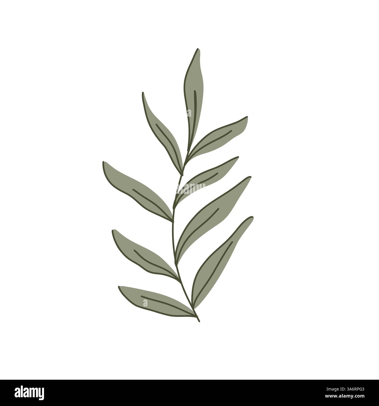Elegant minimalist vector botanical illustration of green leaves with ...