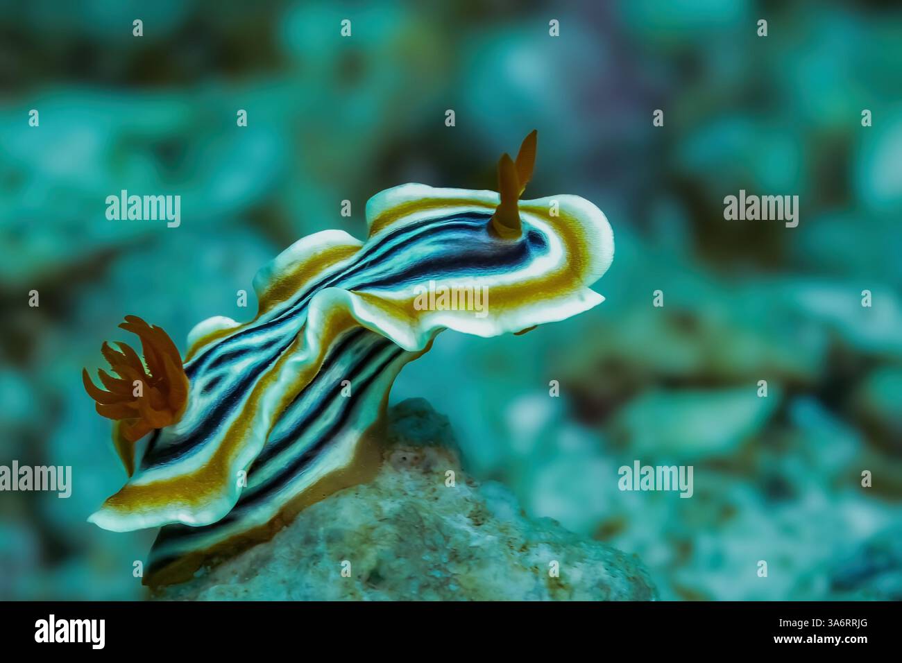A Chromodoris lochi nudibranch gliding over the sandy seabed in the ...