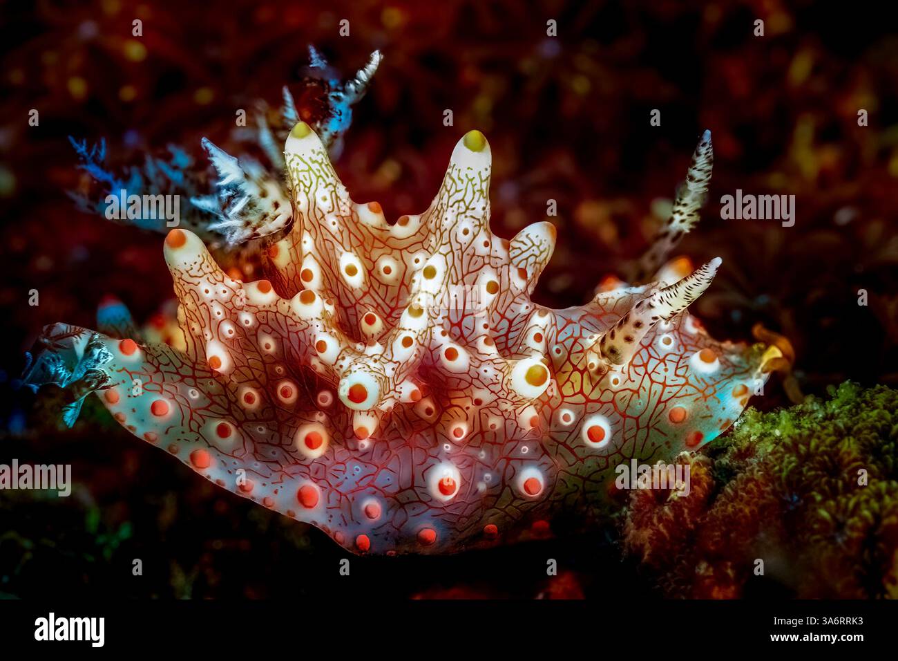 Vibrant nudibranchs of Malapascua, Philippines, showcasing vivid colors ...