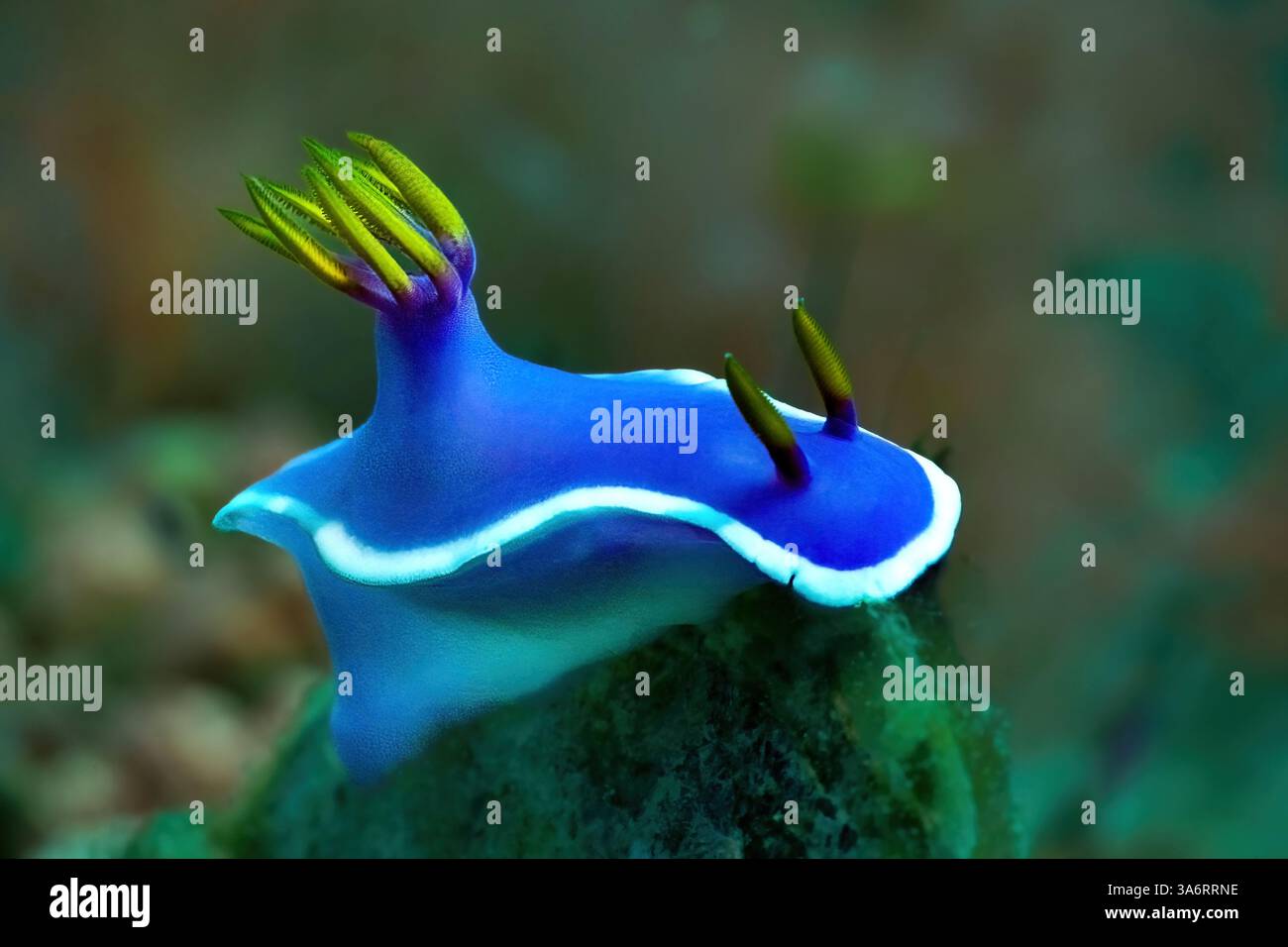 A vibrant Hypselodoris bullocki nudibranch crawling over a coral head ...