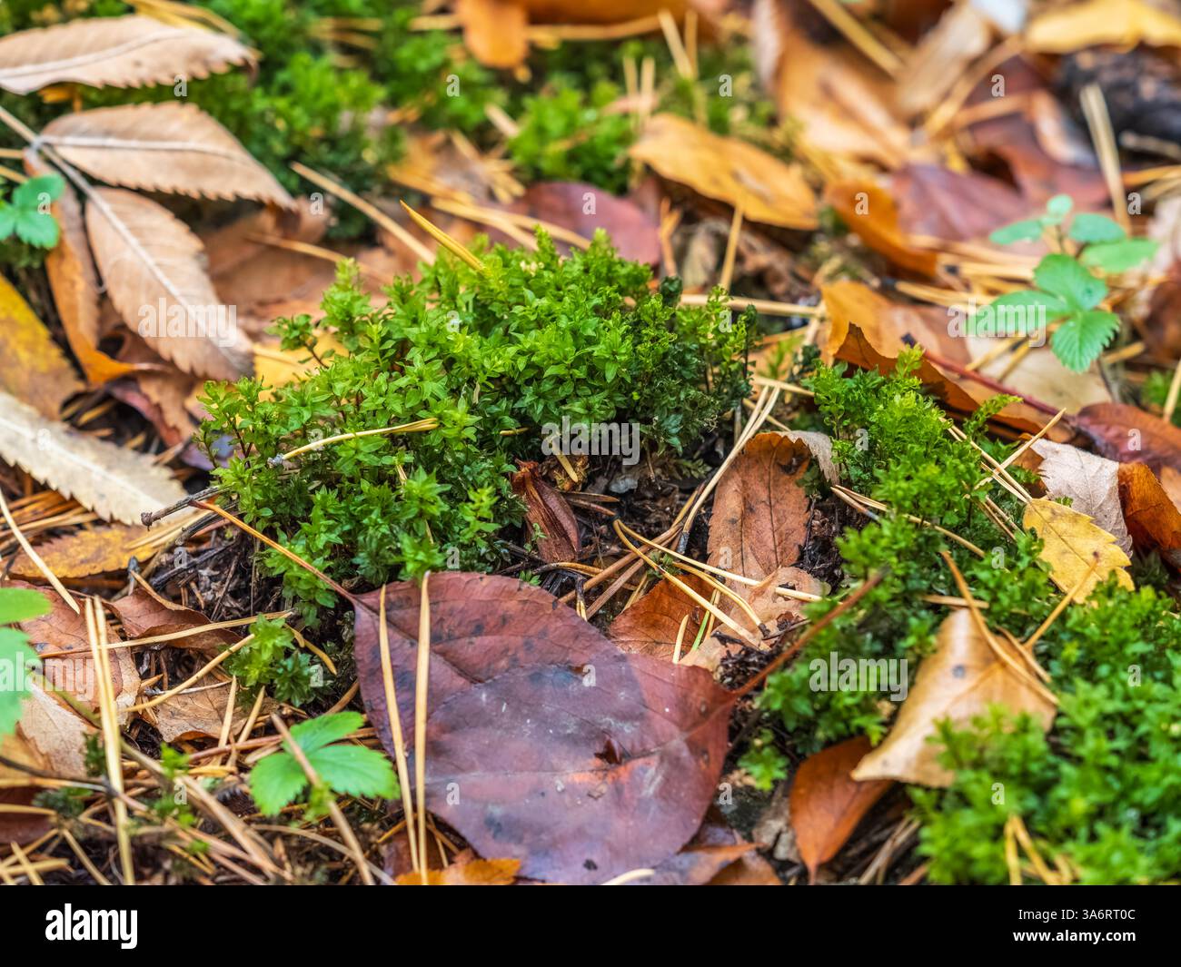 Soft thick moss in the forest is lit by the sun. Soft moss carpet ...