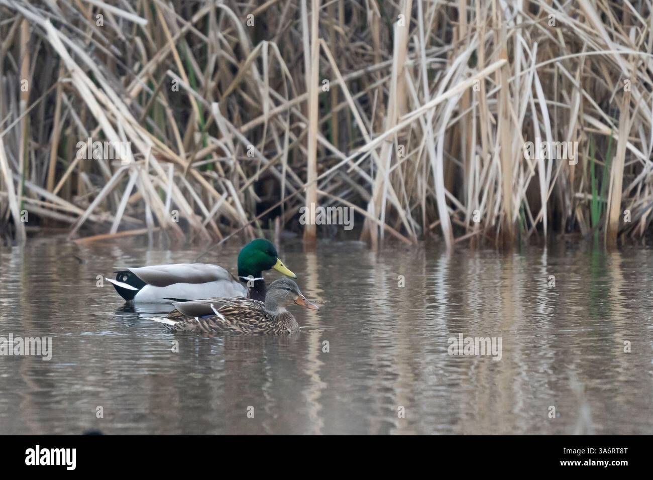 A male and female mallard duck swim together in a pond, likely ...