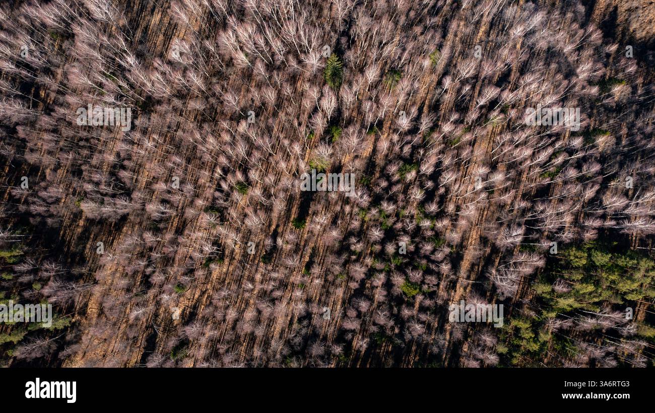 Aerial View of a Dried Swamp with Isolated Trees Climate Change and ...