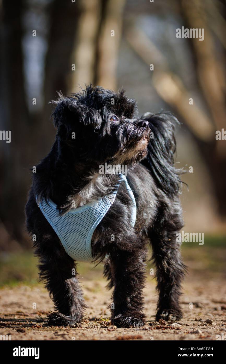 Russian bolonka zwetna hi-res stock photography and images - Alamy