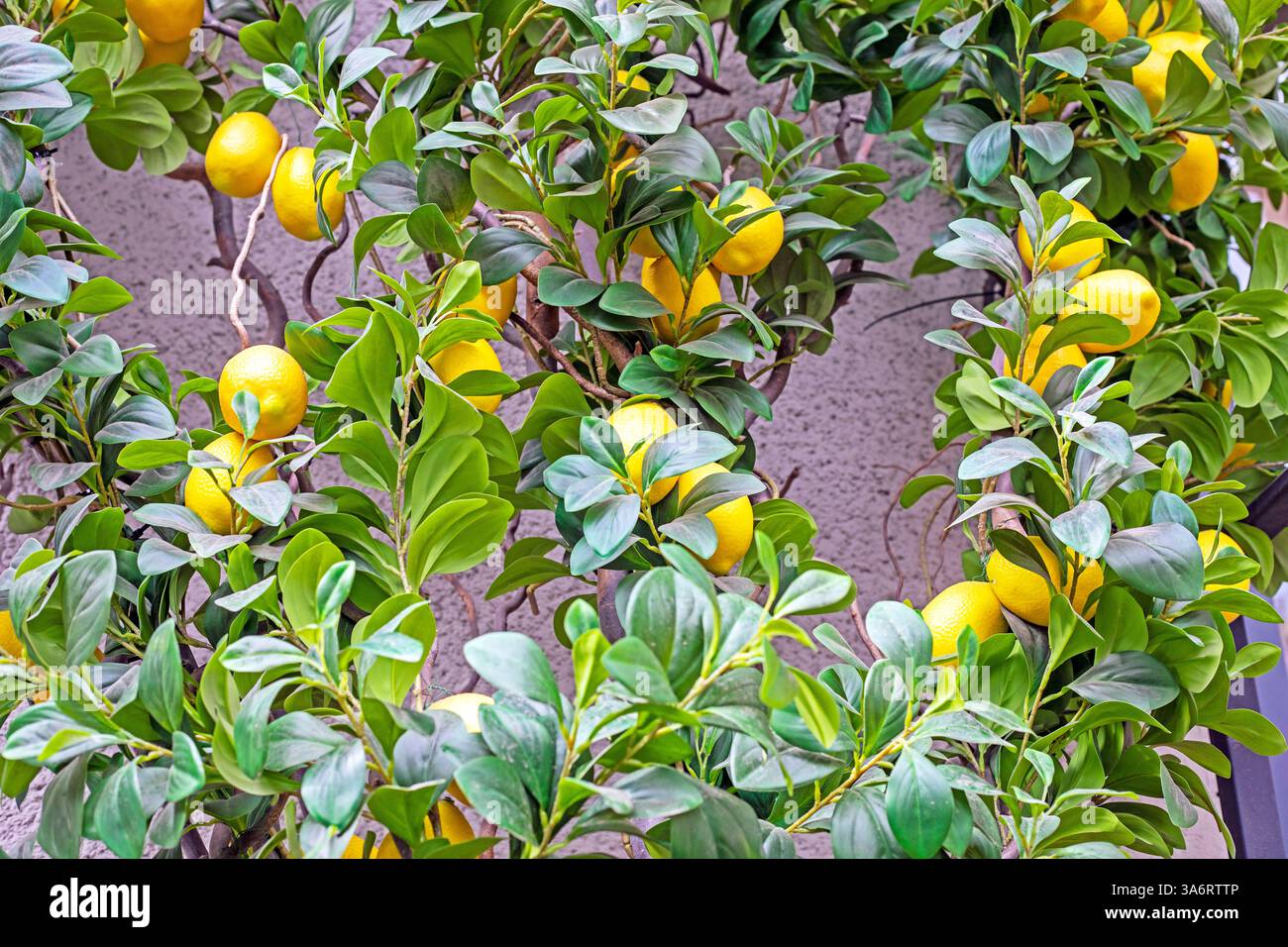lemon tree with yellow lemons in landscape design Stock Photo - Alamy