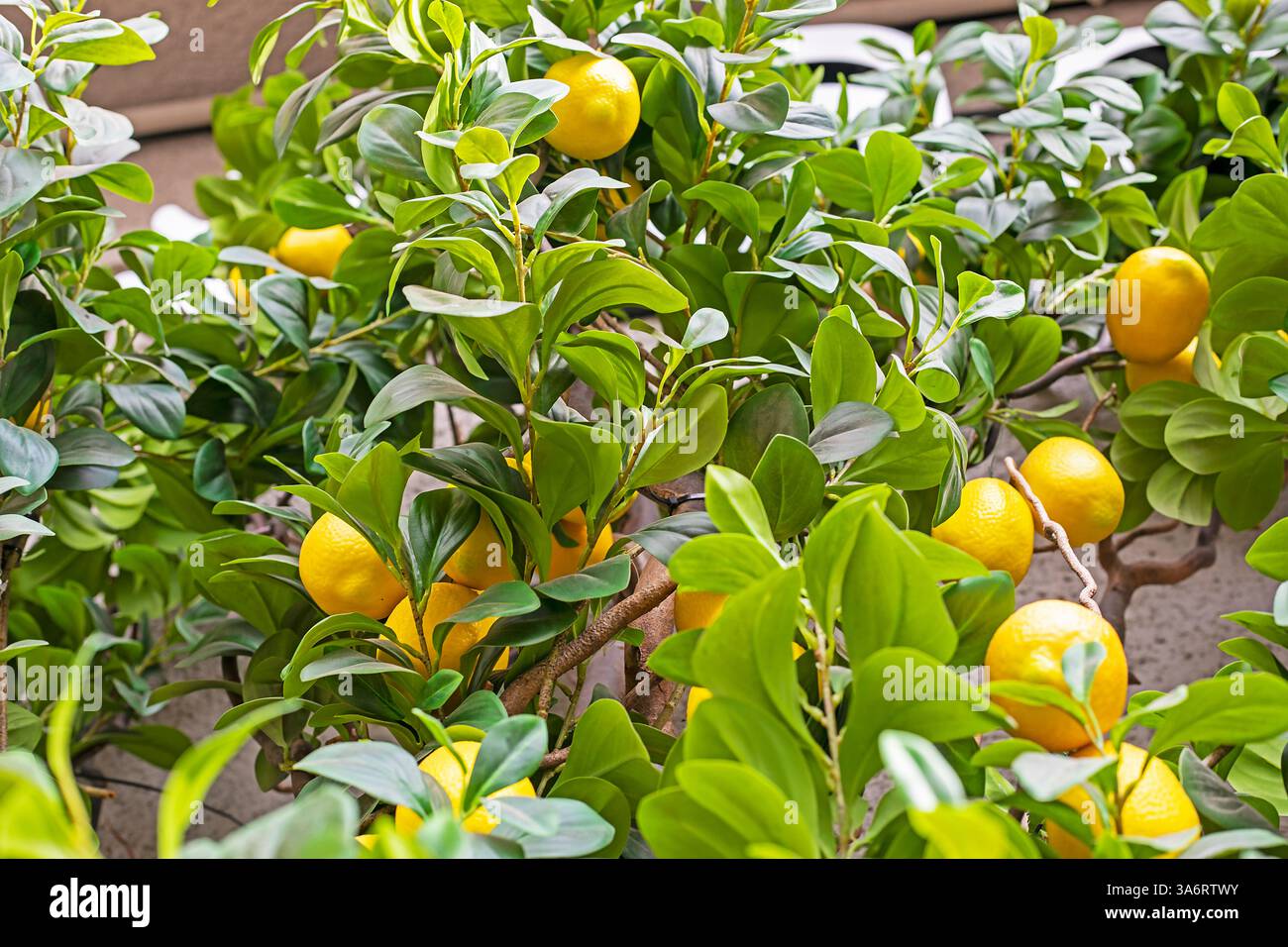 lemon tree with yellow lemons in landscape design Stock Photo - Alamy