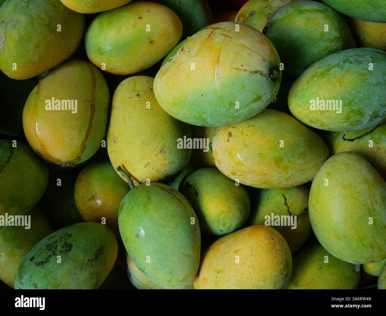 Group of ripe mangoes whose green skins have turned yellow, Tropical ...