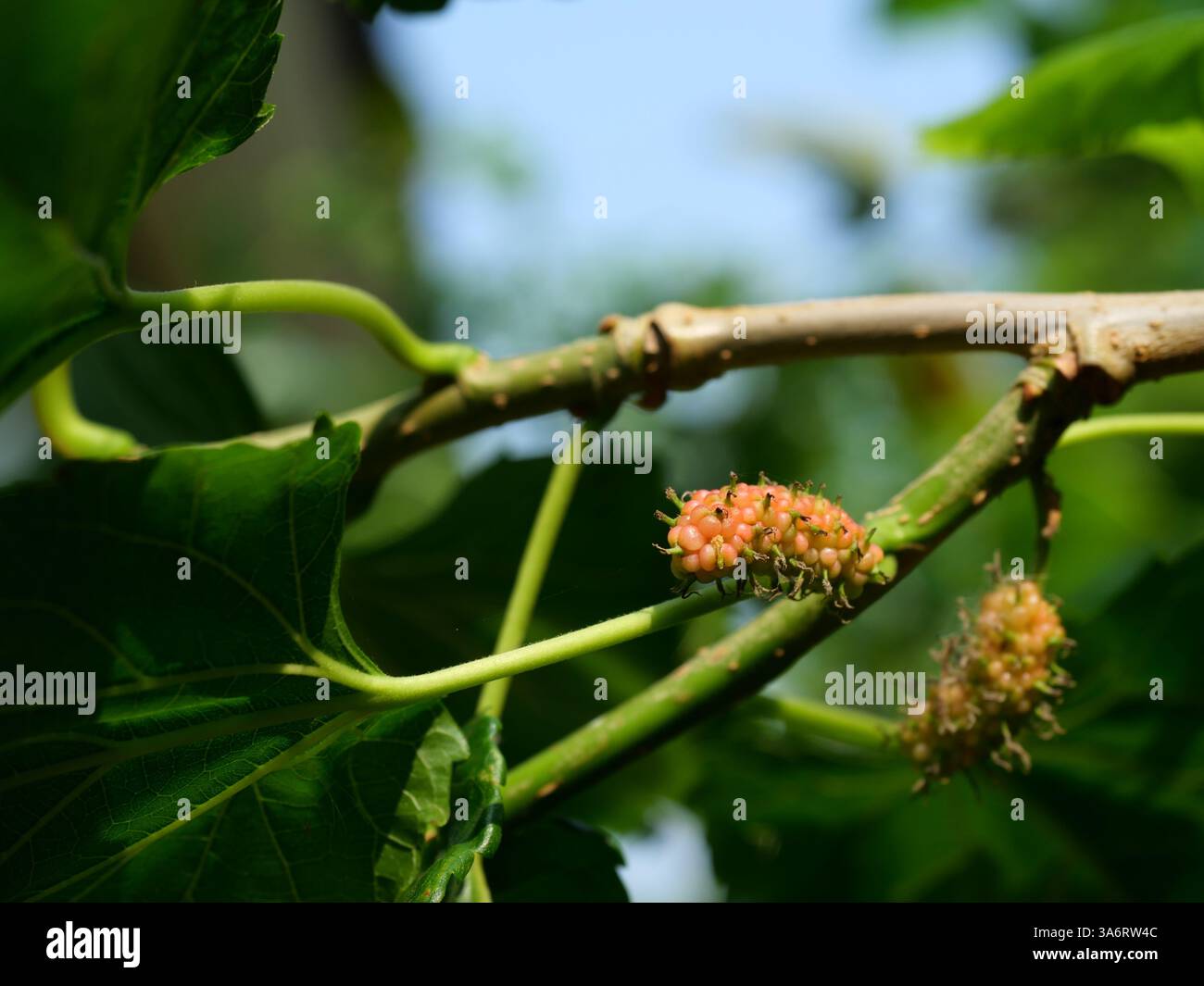 Red color Mulberry fruit and blossom flower that will become ripe berry ...