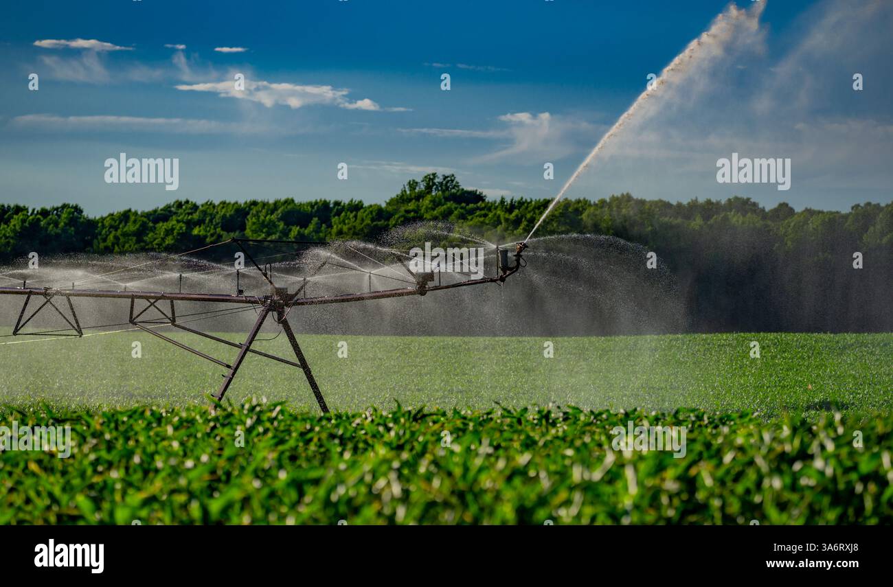 Irrigation system in function watering agricultural plants. Sprinklers ...