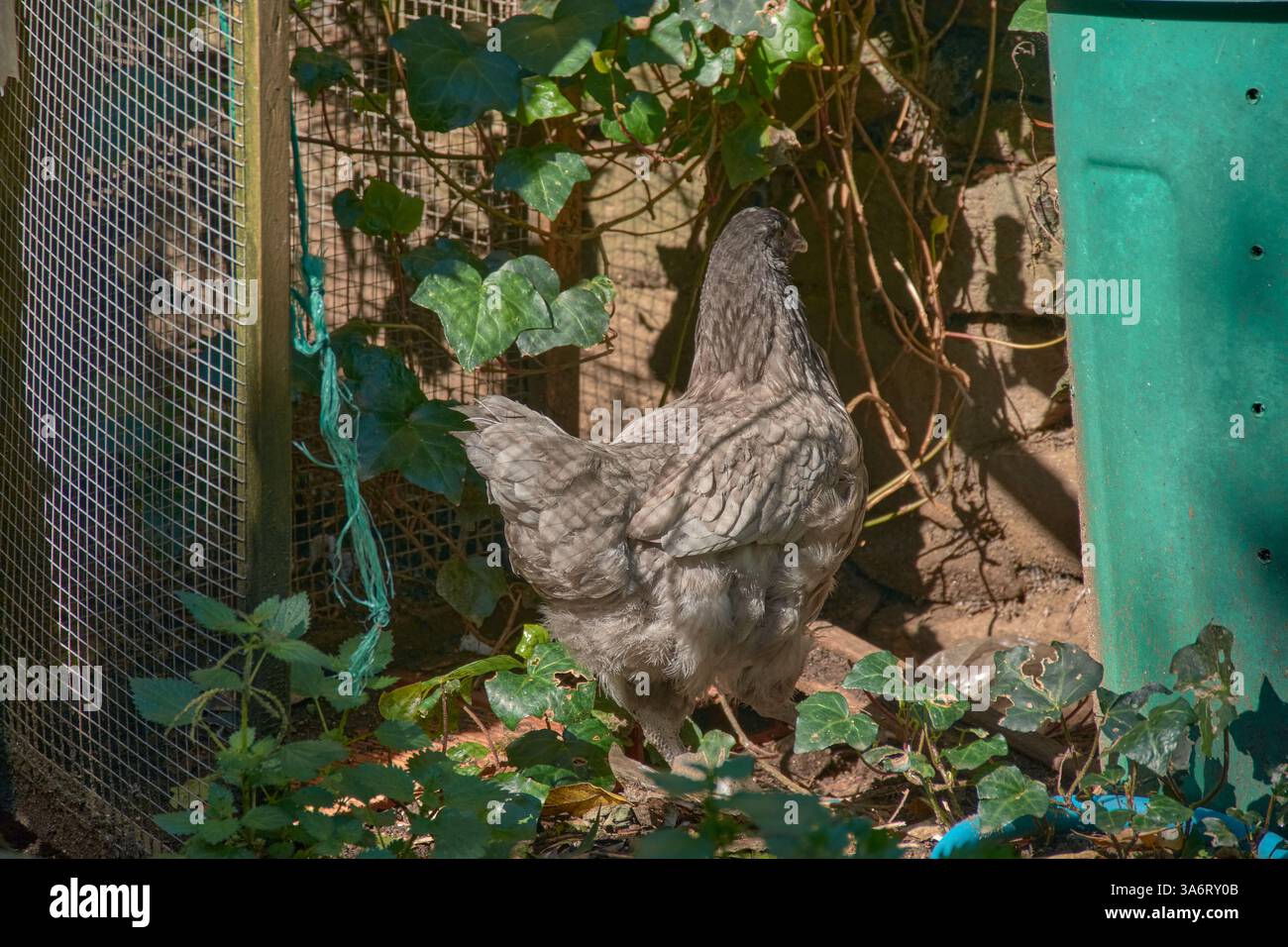 Old farm scene chicken coop hi-res stock photography and images - Alamy