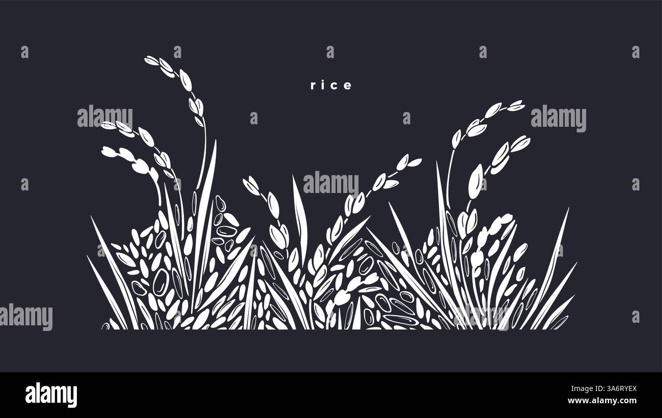 Rice splash. Grain border. Vector paddy field on black background ...