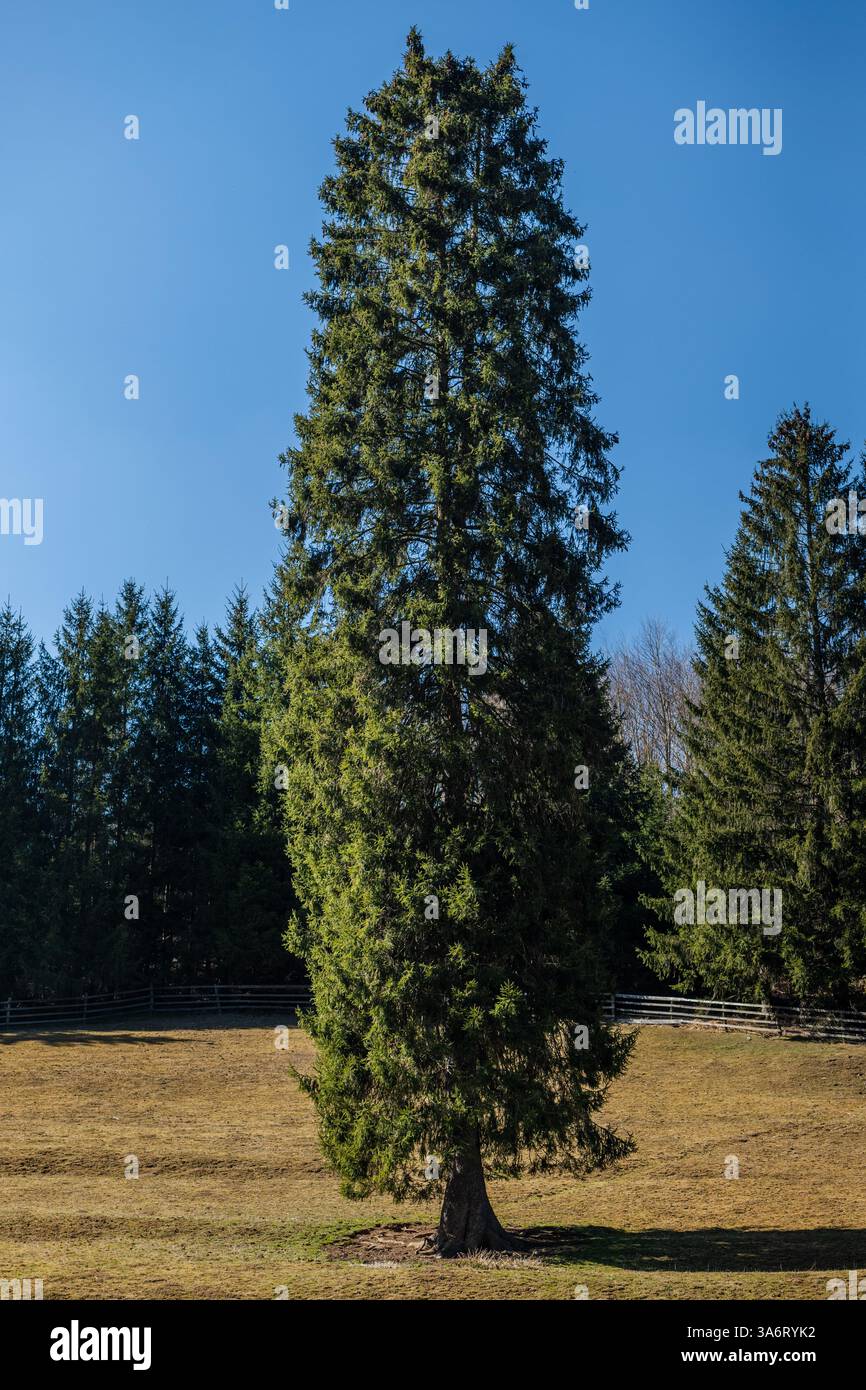 Cut spruce tree in meadow with forest background Stock Photo - Alamy
