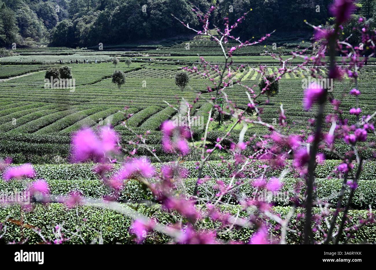 **CHINESE MAINLAND, HONG KONG, MACAU AND TAIWAN OUT** Spring scenery of ...