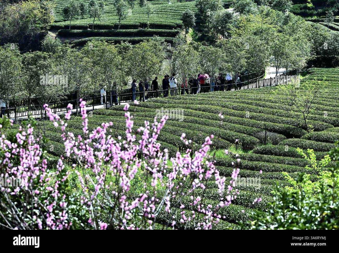 **CHINESE MAINLAND, HONG KONG, MACAU AND TAIWAN OUT** Spring scenery of ...