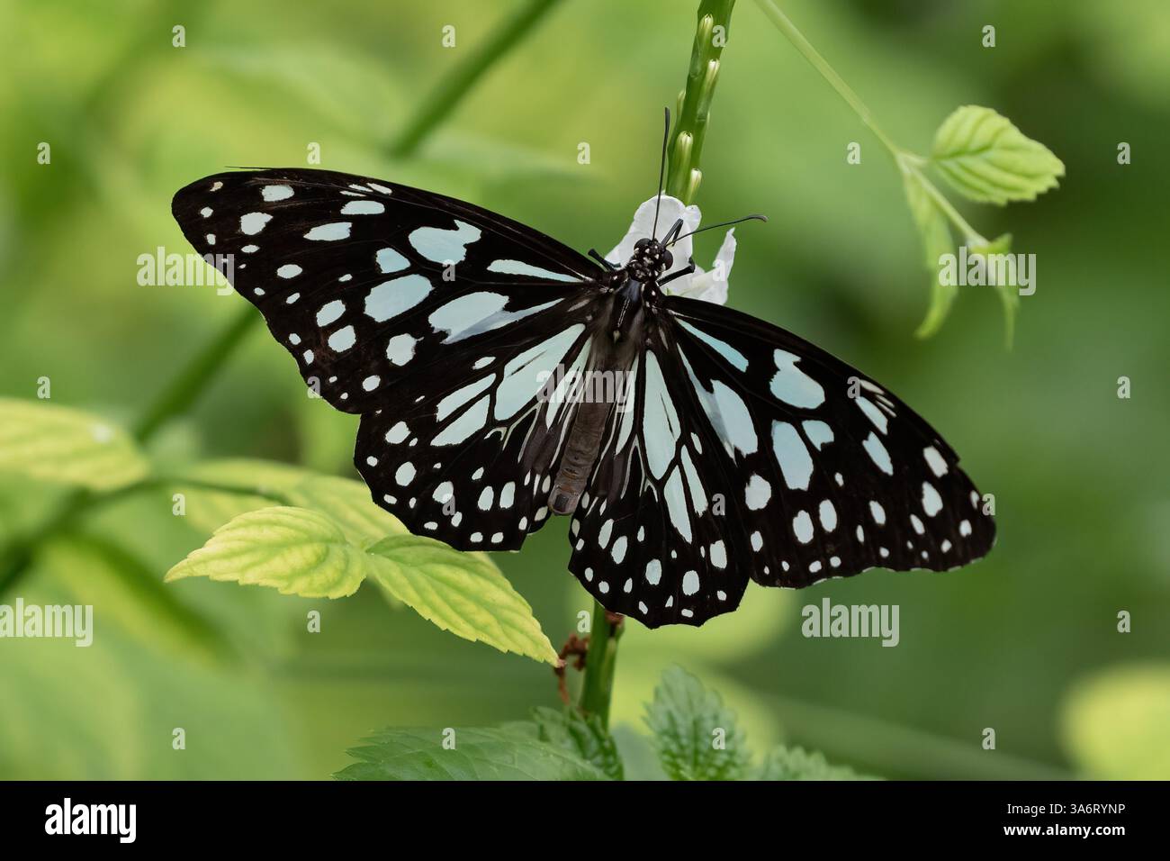 Paper kite butterfly (Idea leuconoe) feeding, wings spread, on the ...