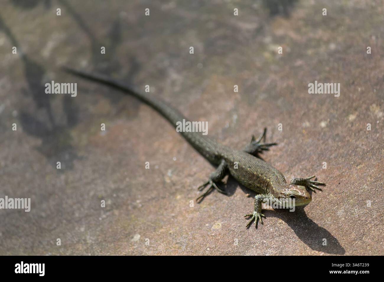 Lizzard on rock in hi-res stock photography and images - Alamy
