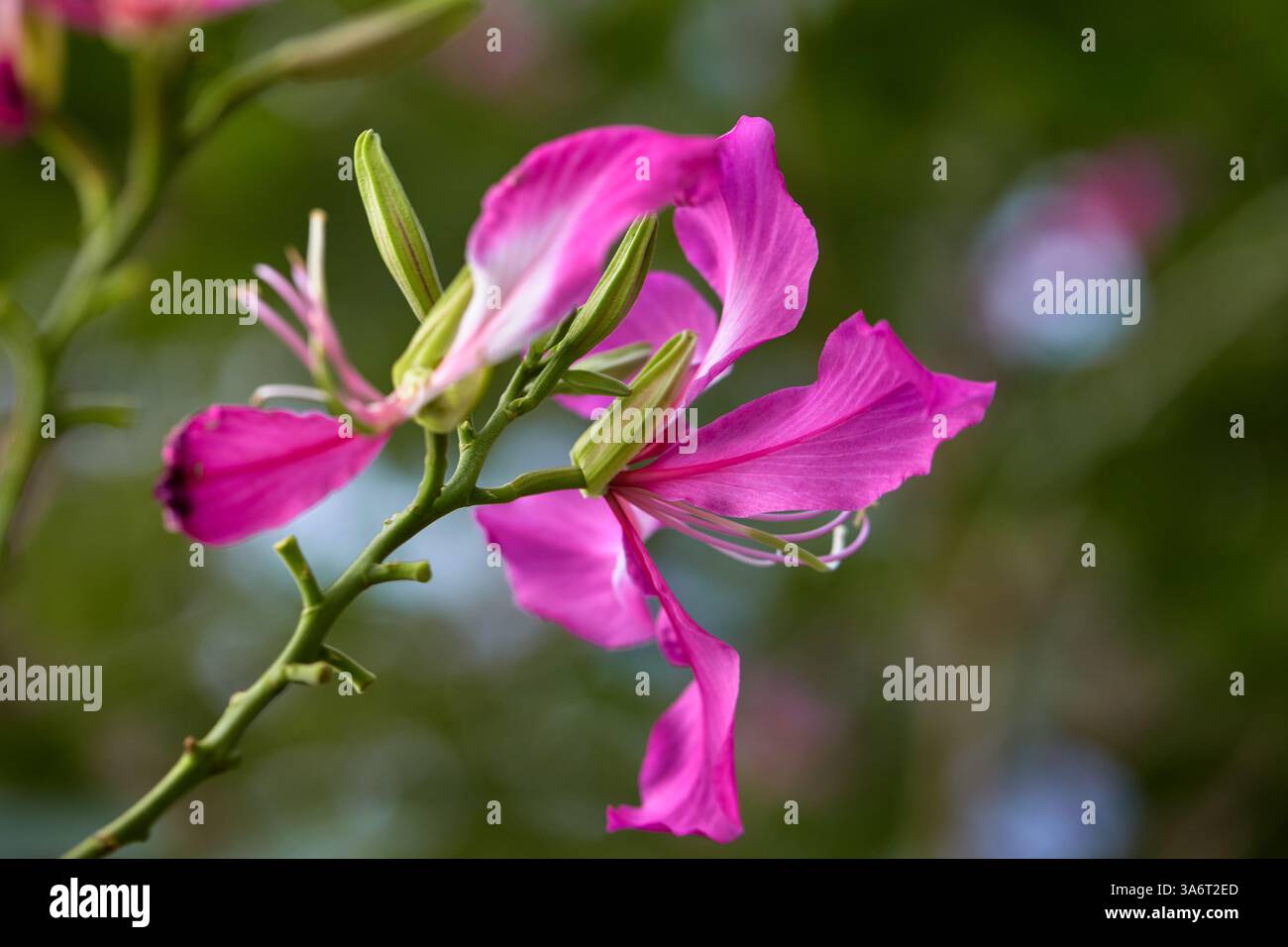 Close-up view of pink Butterfly Tree blooming on branch Stock Photo - Alamy