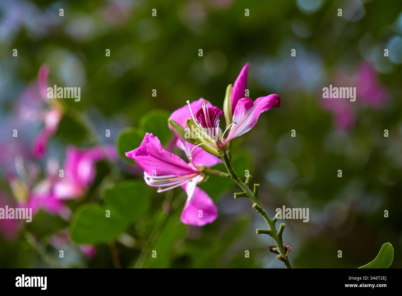 Close-up view of pink Butterfly Tree blooming on branch Stock Photo - Alamy