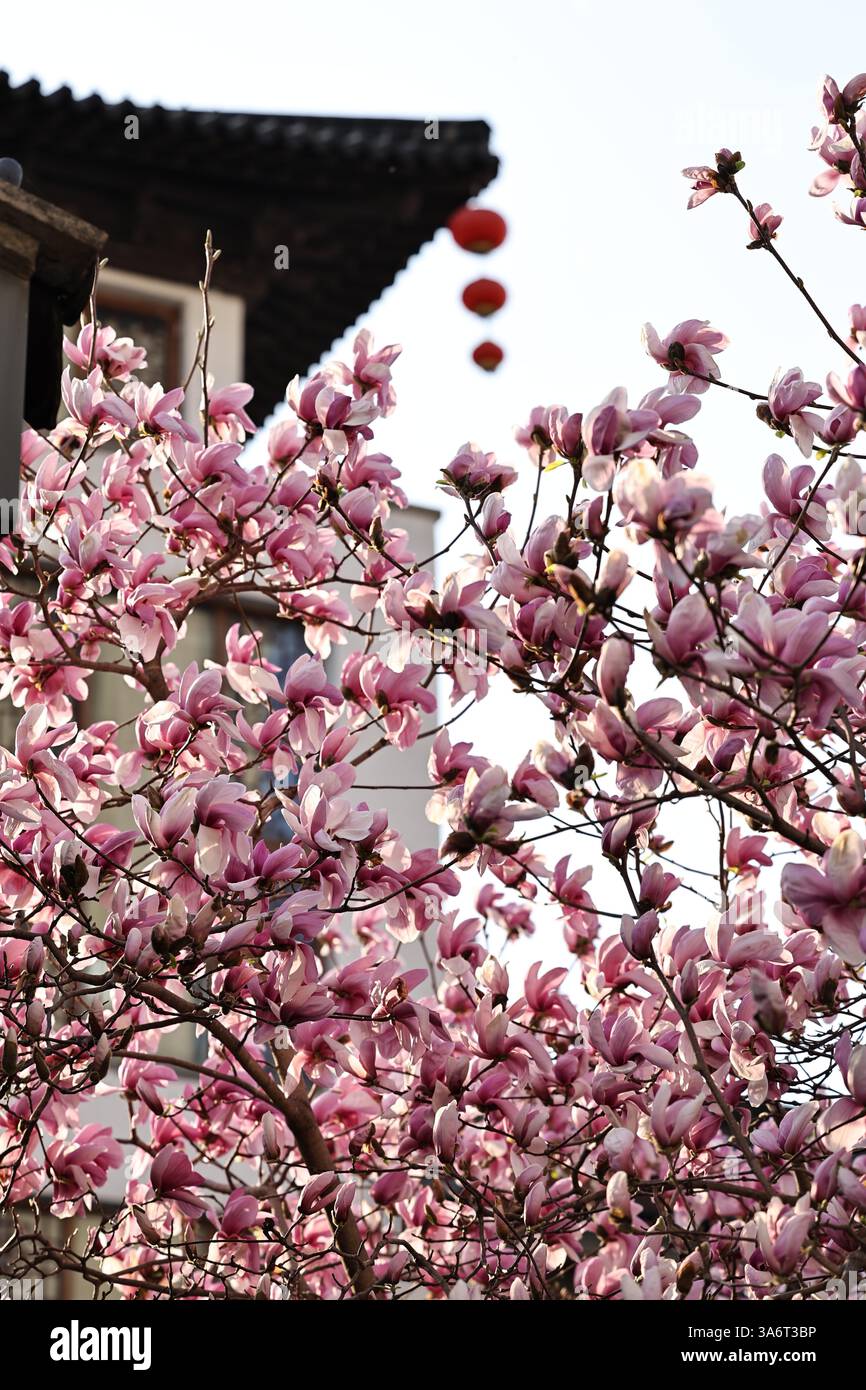 Magnolia flowers are in full bloom in Rizhao City, east China's ...