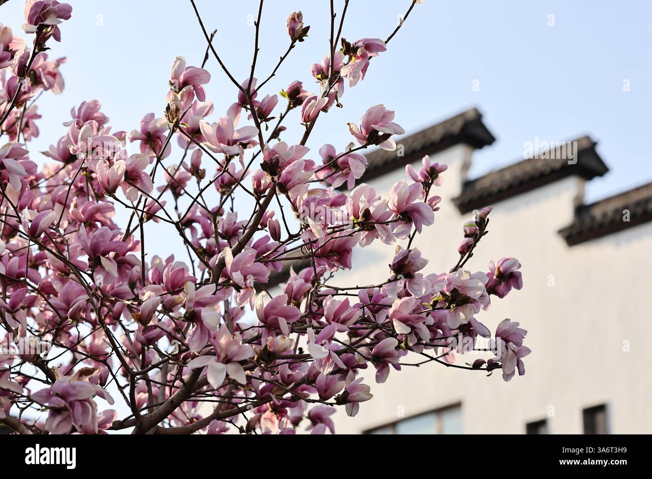 Magnolia flowers are in full bloom in Rizhao City, east China's ...