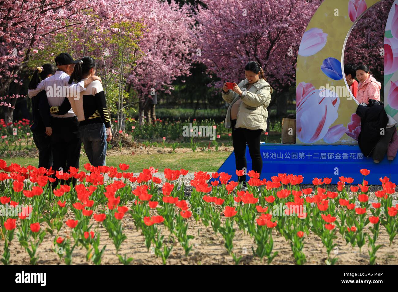 Tulip flowers bloom in Huai'an City, east China's Jiangsu Province, 23 ...