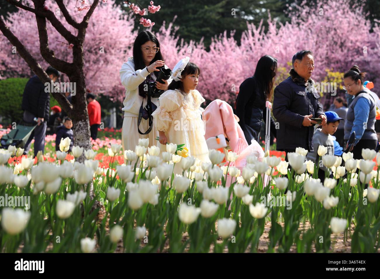 Tulip flowers bloom in Huai'an City, east China's Jiangsu Province, 23 ...