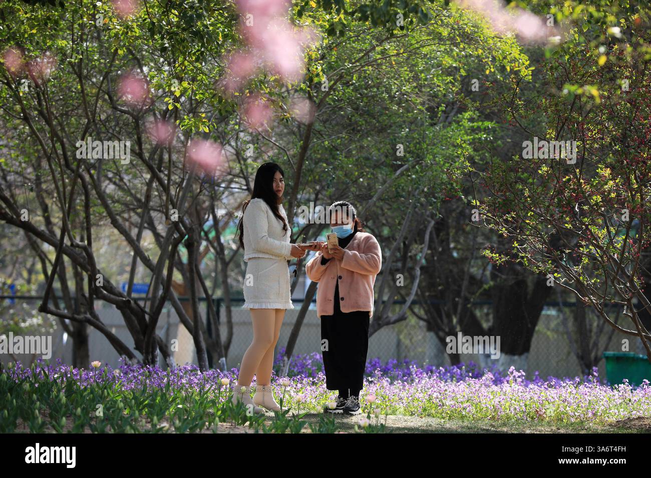 Tulip flowers bloom in Huai'an City, east China's Jiangsu Province, 23 ...