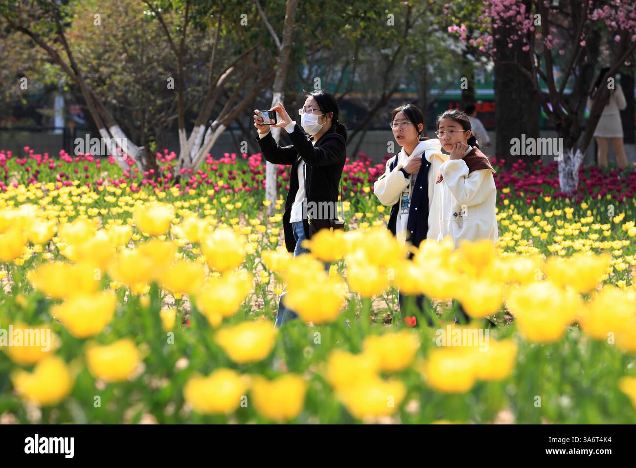 Tulip flowers bloom in Huai'an City, east China's Jiangsu Province, 23 ...