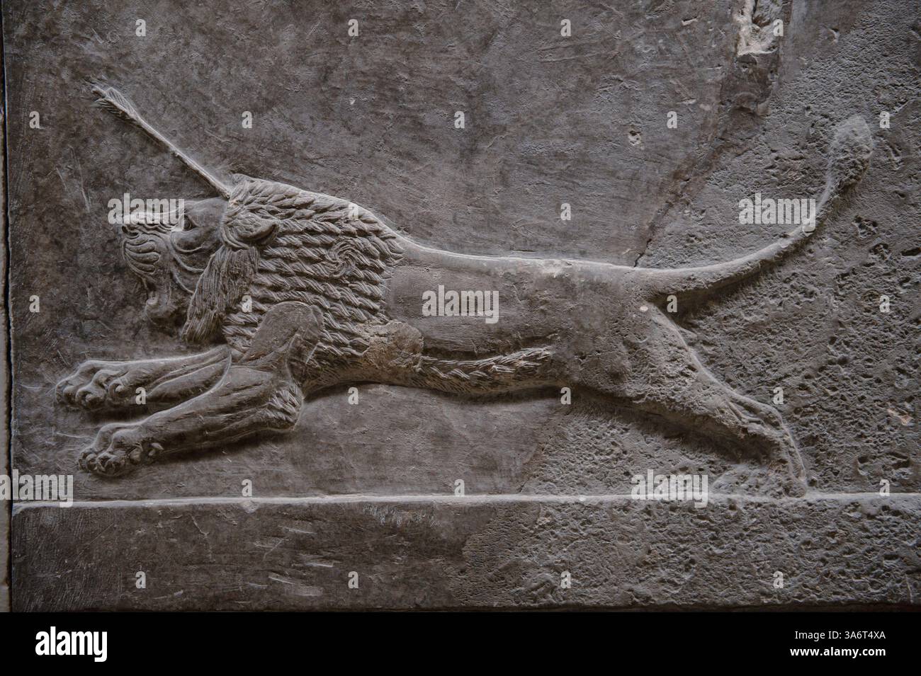 Assyrian bas relief sculpture panel depicting a dying lion with arrows in it from lion hunt ...