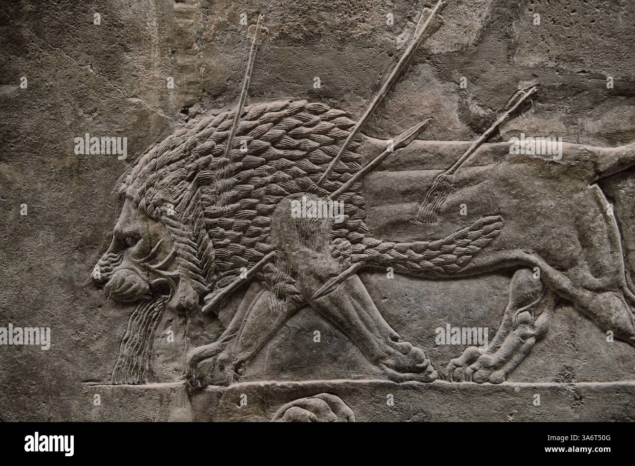 Assyrian bas relief sculpture panel depicting a dying lion with arrows ...