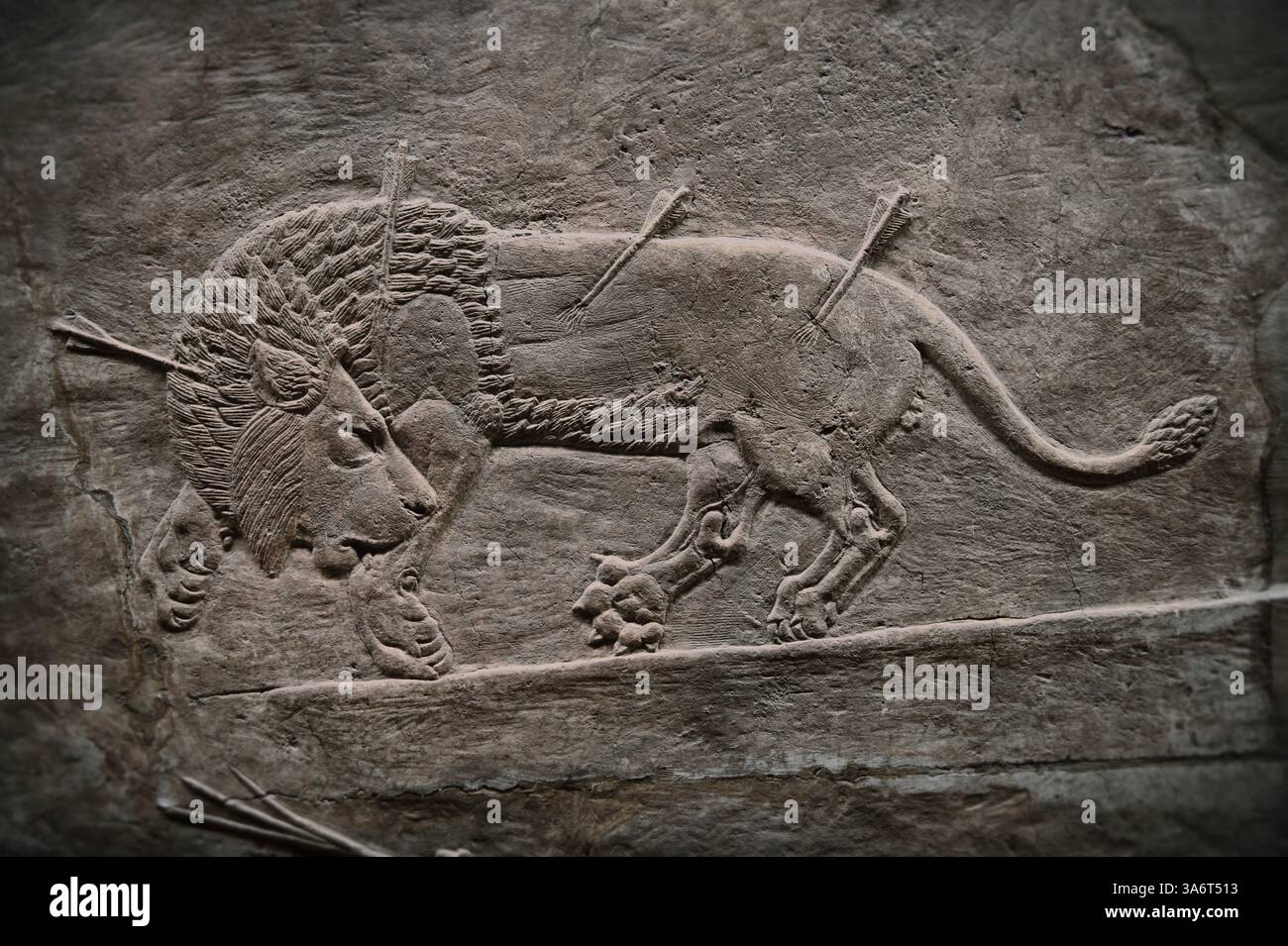Assyrian bas relief sculpture panel depicting a dying lion with arrows in it from lion hunt ...