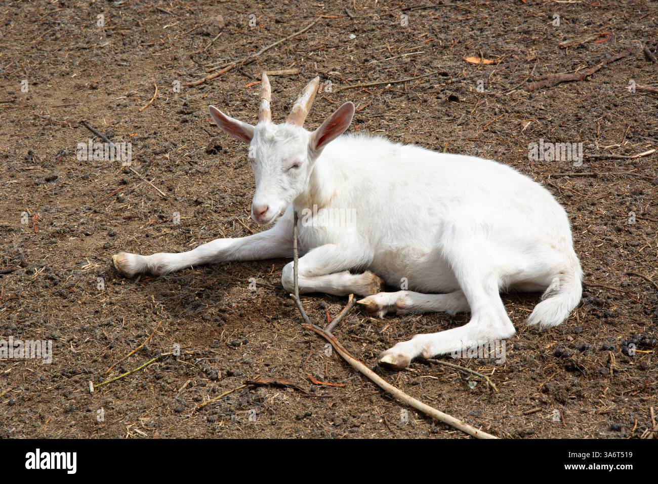 White goat lying and rest on ground at farm. Outdoors. Rural scene ...