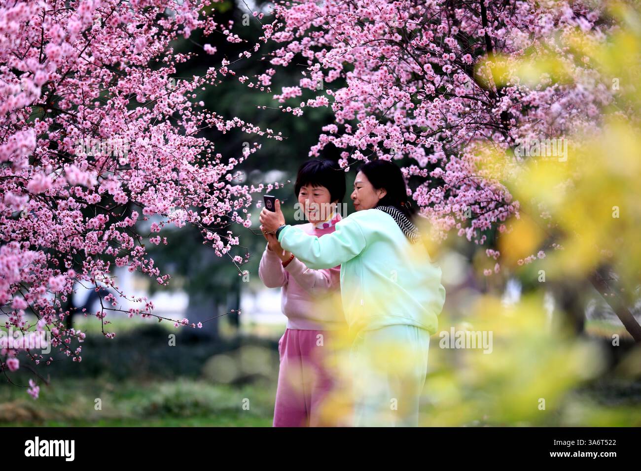 Tulip flowers bloom in Huai'an City, east China's Jiangsu Province, 23 ...
