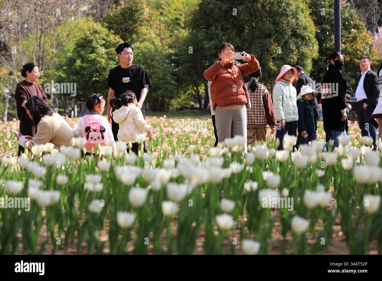 Tulip flowers bloom in Huai'an City, east China's Jiangsu Province, 23 ...