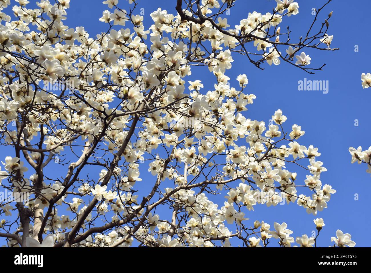 Magnolia flowers are in full bloom at the Summer Palace in Beijing ...