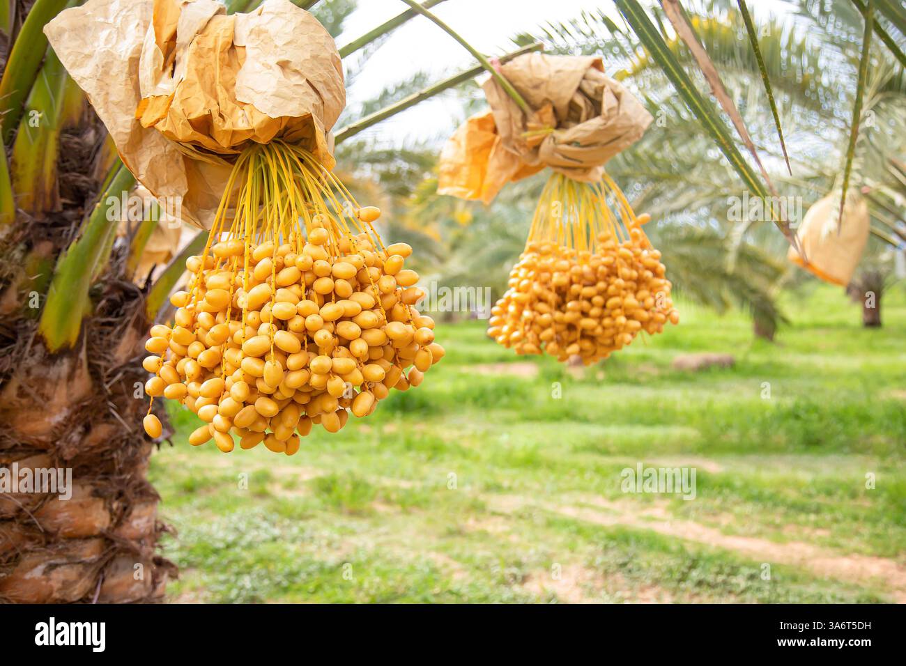 fresh dates, harvest, dates Stock Photo - Alamy