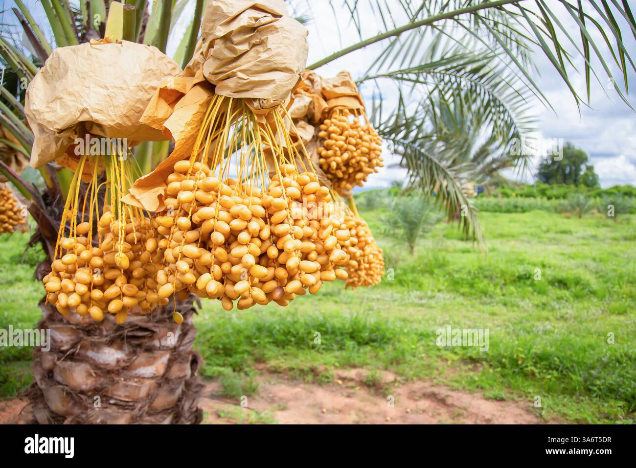fresh dates, harvest, dates Stock Photo - Alamy