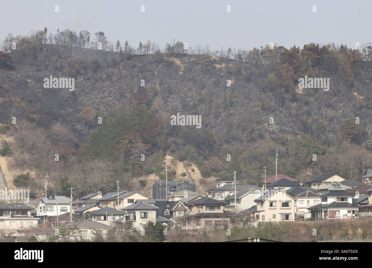 A photo shows a burnt mountain near a residential area due to forest ...