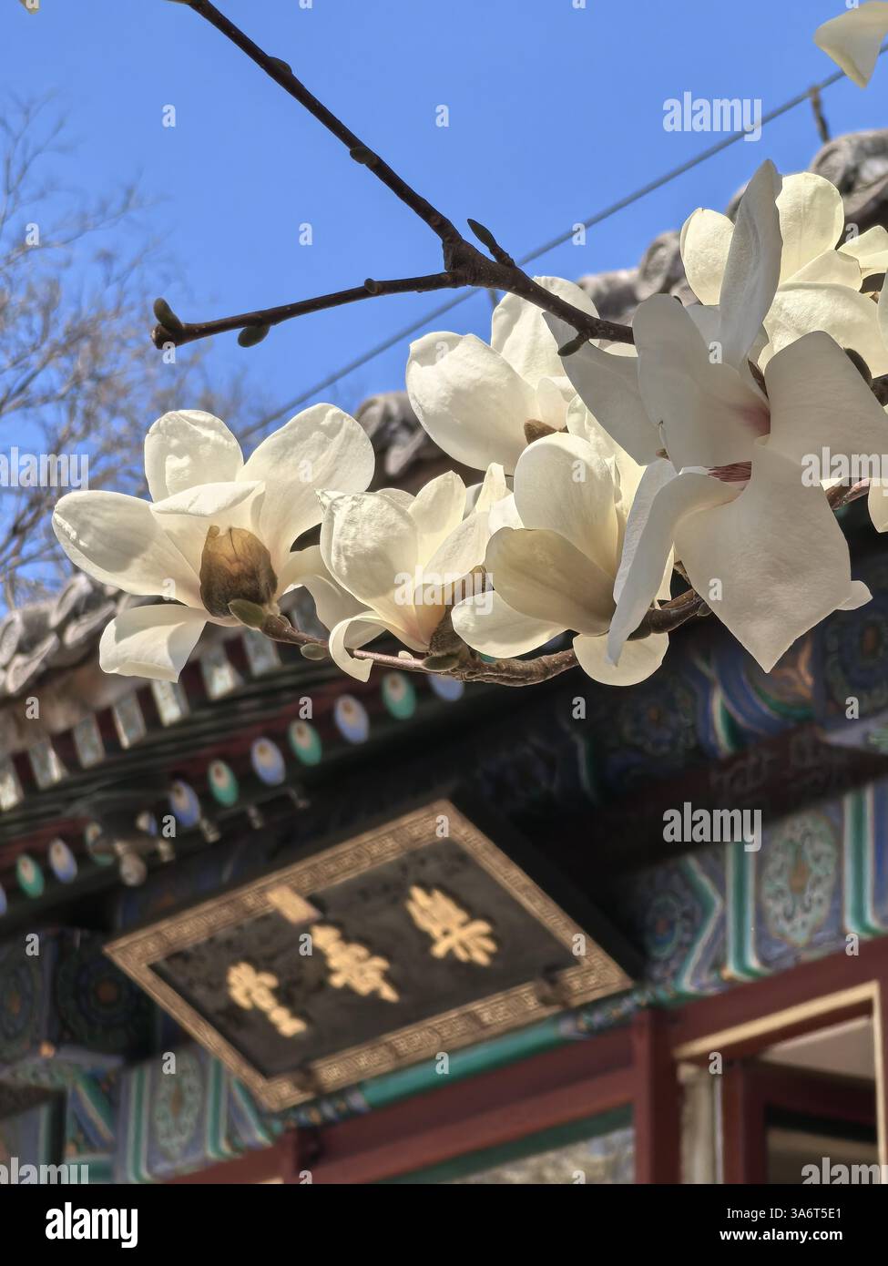 Magnolia flowers are in full bloom at the Summer Palace in Beijing ...