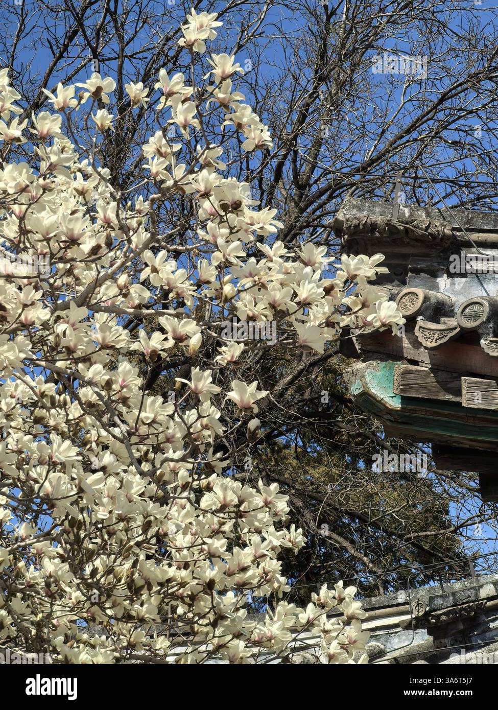 Magnolia flowers are in full bloom at the Summer Palace in Beijing ...