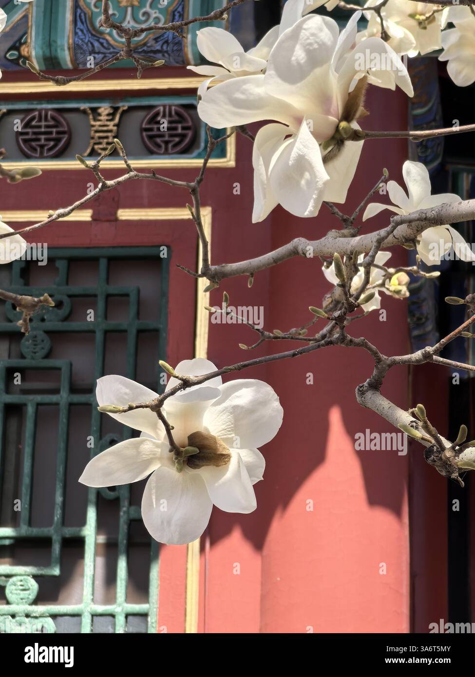 Magnolia flowers are in full bloom at the Summer Palace in Beijing ...