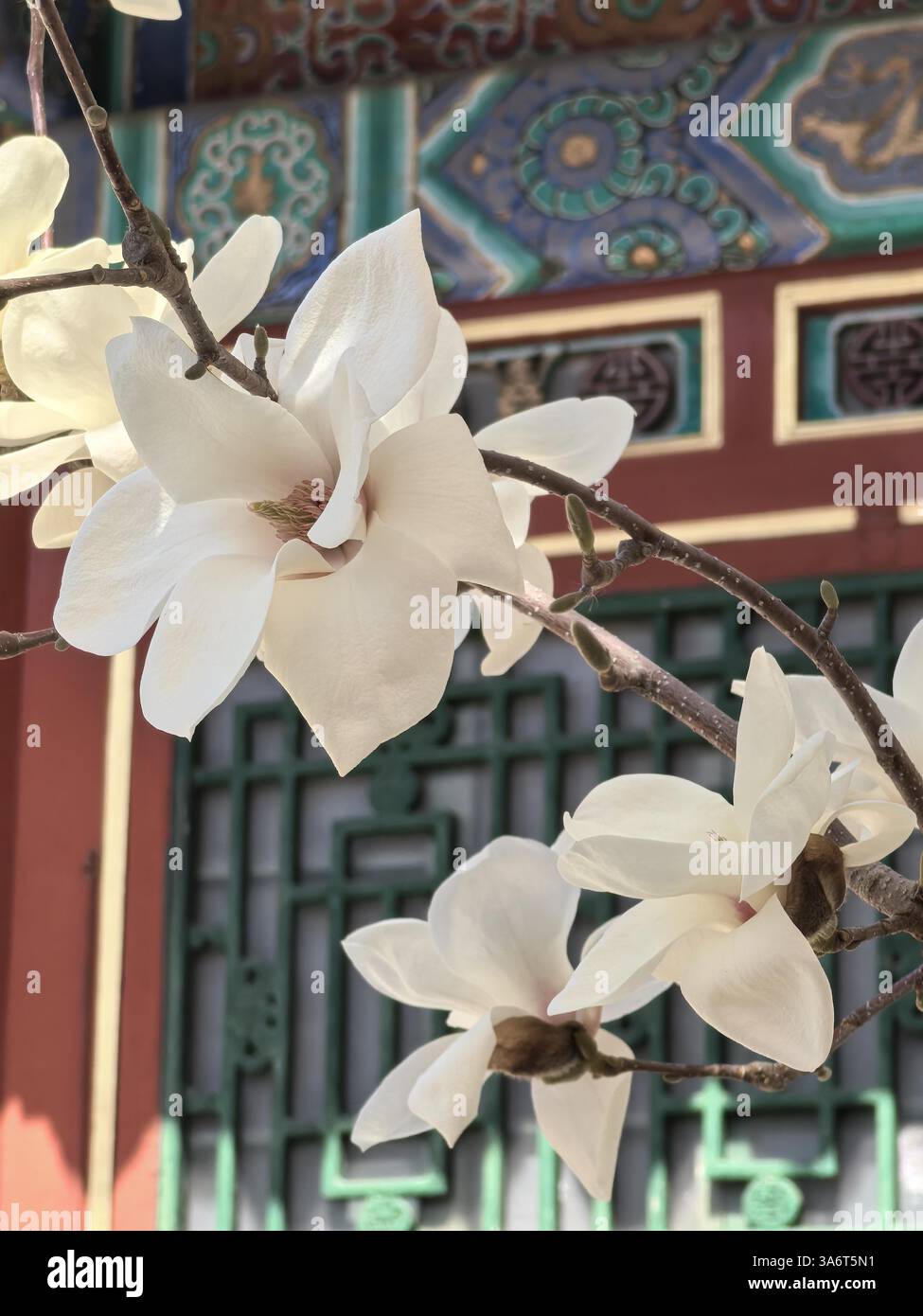 Magnolia flowers are in full bloom at the Summer Palace in Beijing ...
