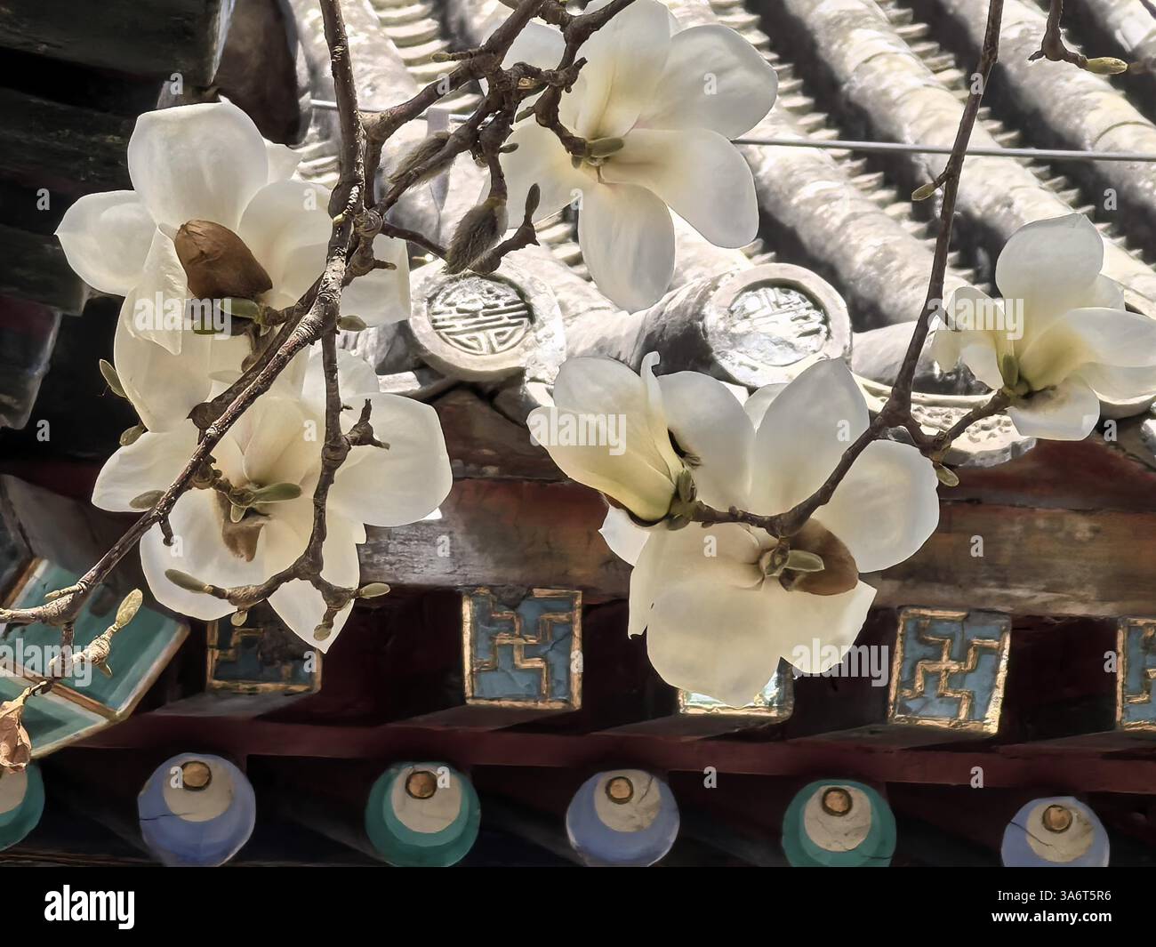 Magnolia flowers are in full bloom at the Summer Palace in Beijing ...