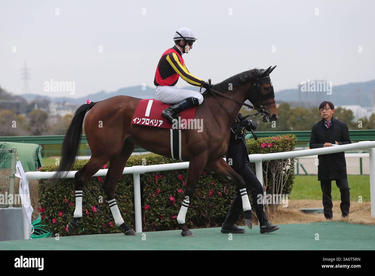 2025/03/08 HANSHIN 11R THE HOCHI HAI FILLIES' REVUE Improperia ...