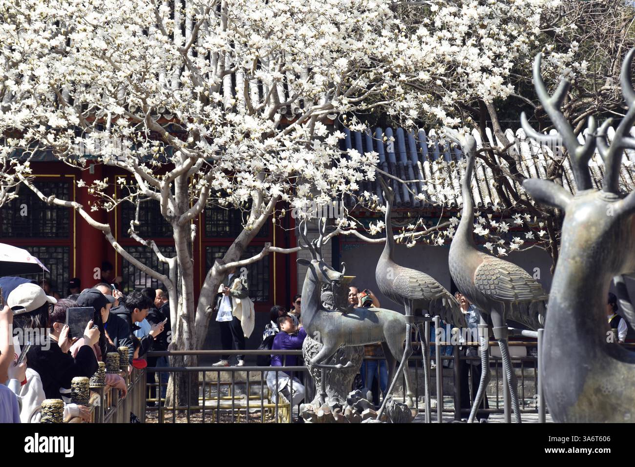 Magnolia flowers are in full bloom at the Summer Palace in Beijing ...