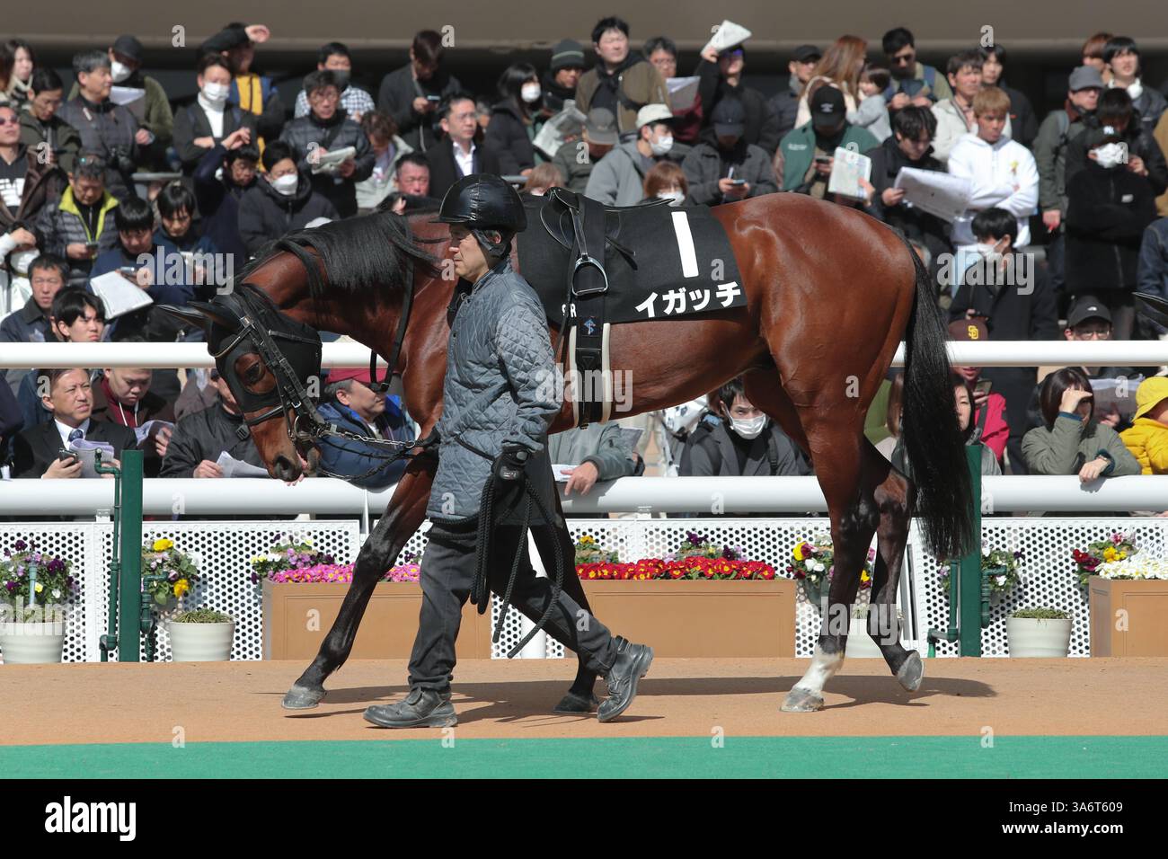 2025/03/09 HANSHIN 09R ARMERIA SHO Igatchi Hanshin Racecourse in Hyogo, Japan on March 9, 2025 ...
