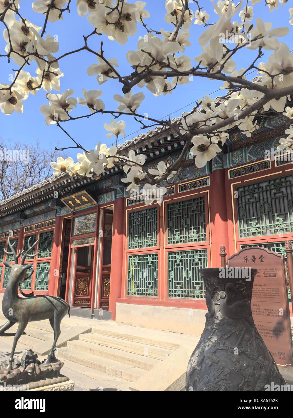 Magnolia flowers are in full bloom at the Summer Palace in Beijing ...