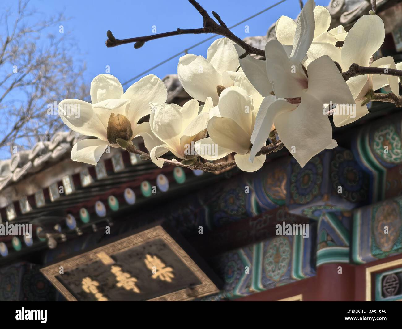 Magnolia flowers are in full bloom at the Summer Palace in Beijing ...
