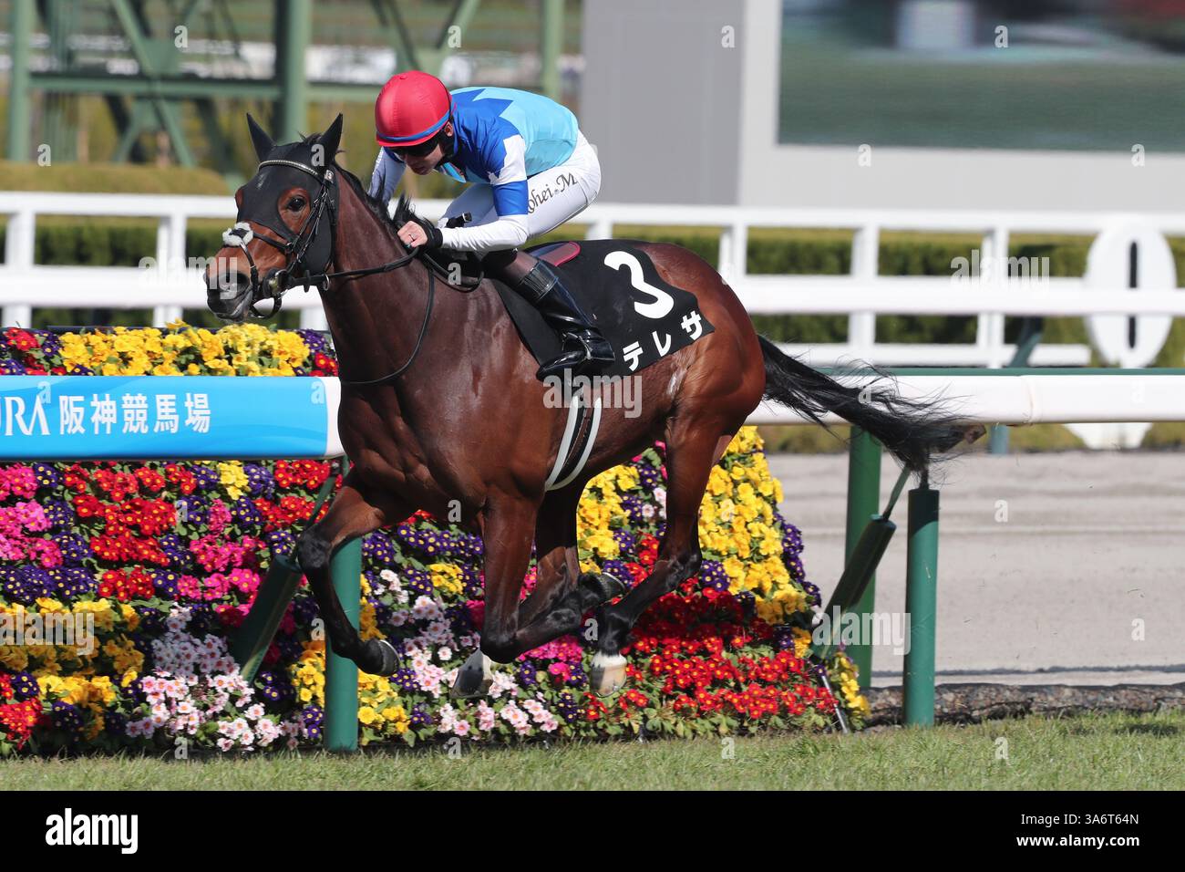 2025/03/09 HANSHIN 09R ARMERIA SHO Theresa / Kohei Matsuyama Jockey Hanshin Racecourse in Hyogo ...
