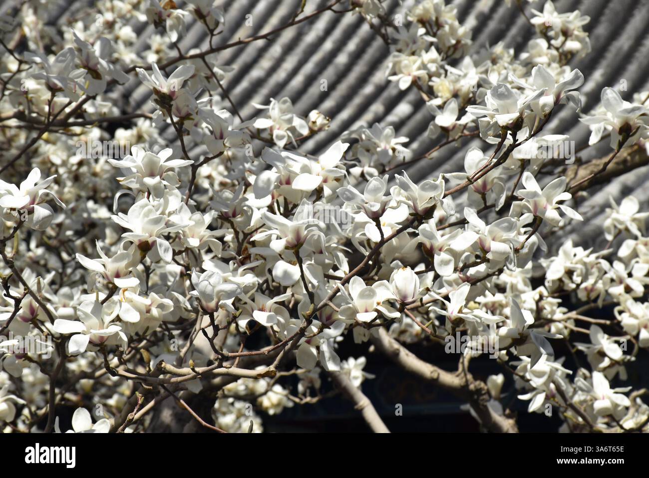 Magnolia flowers are in full bloom at the Summer Palace in Beijing ...
